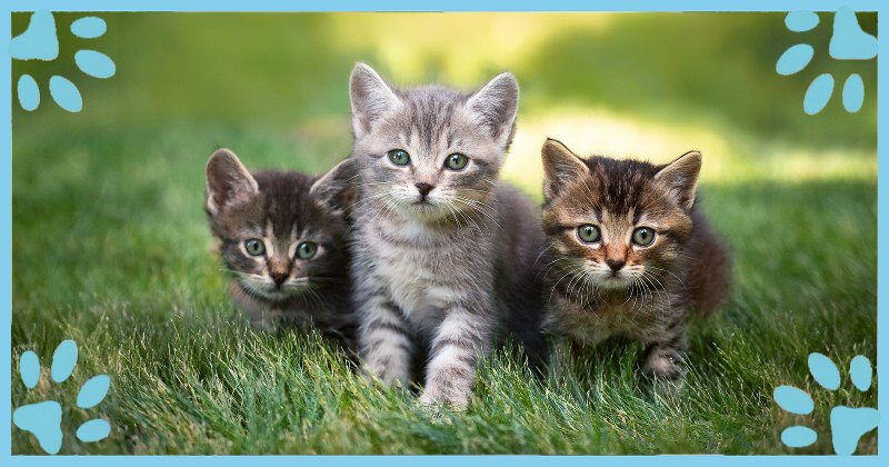 CHATONS A ADOPTER | Love Animals asbl
