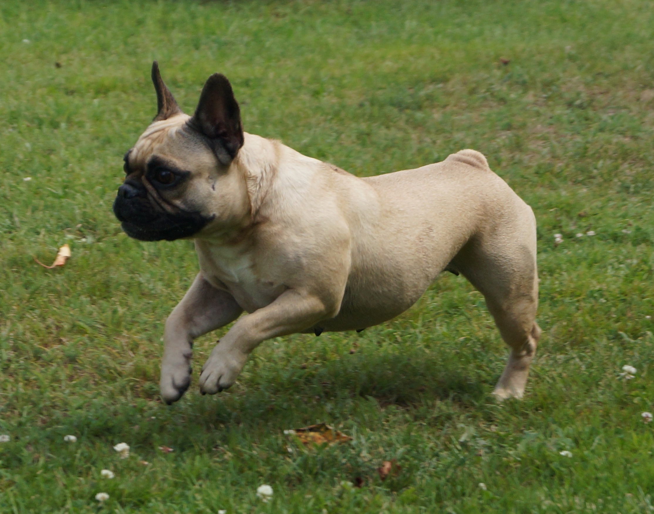 Gesunde Französische Bulldoggen aus Franken