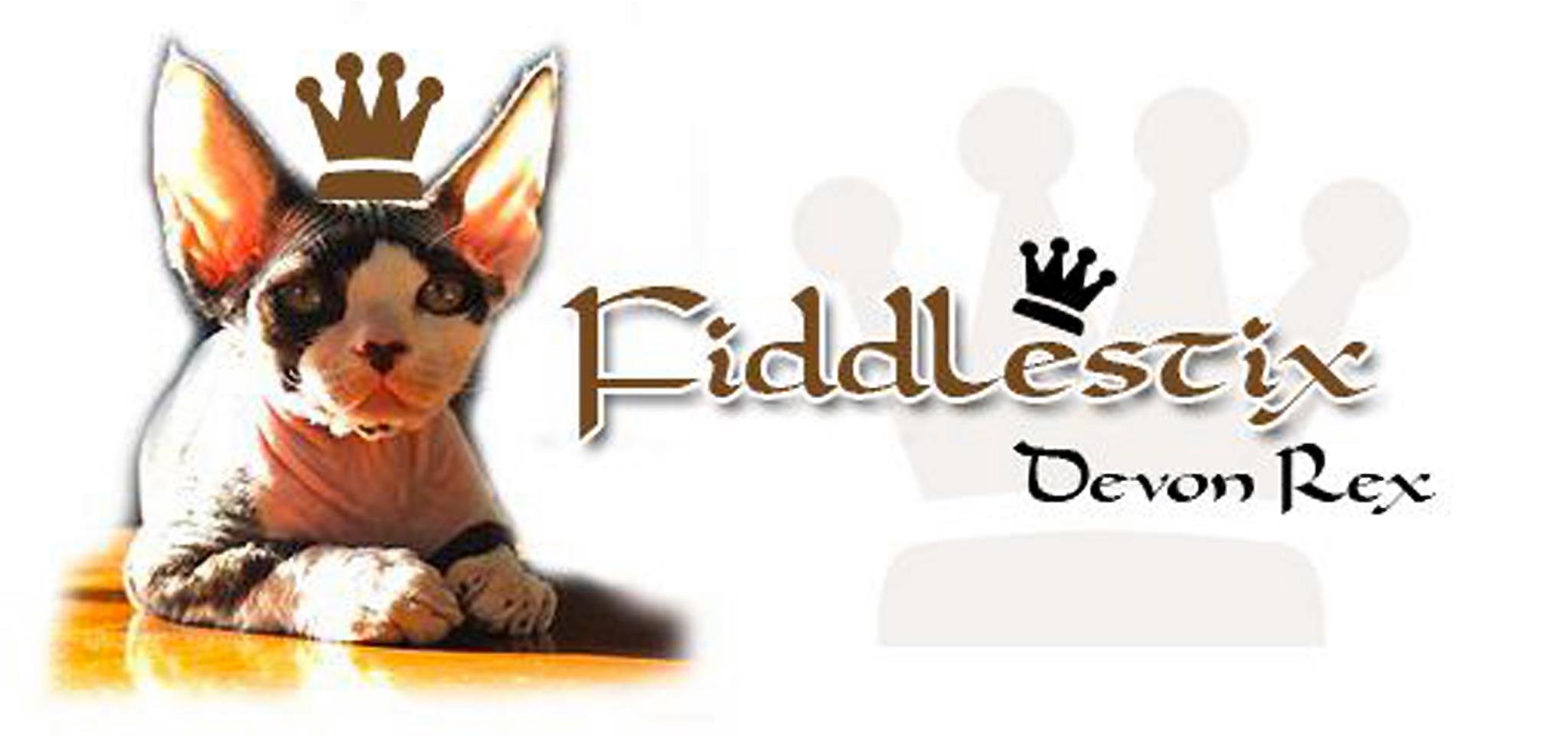 Fiddlestix Devon Rex