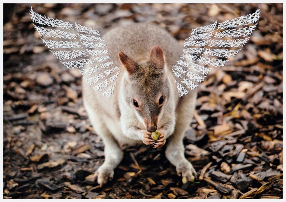 Liz Jeary: Photographic Artist