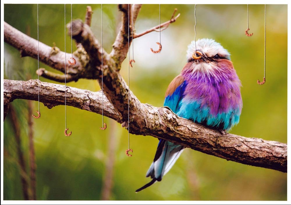 Liz Jeary: Photographic Artist