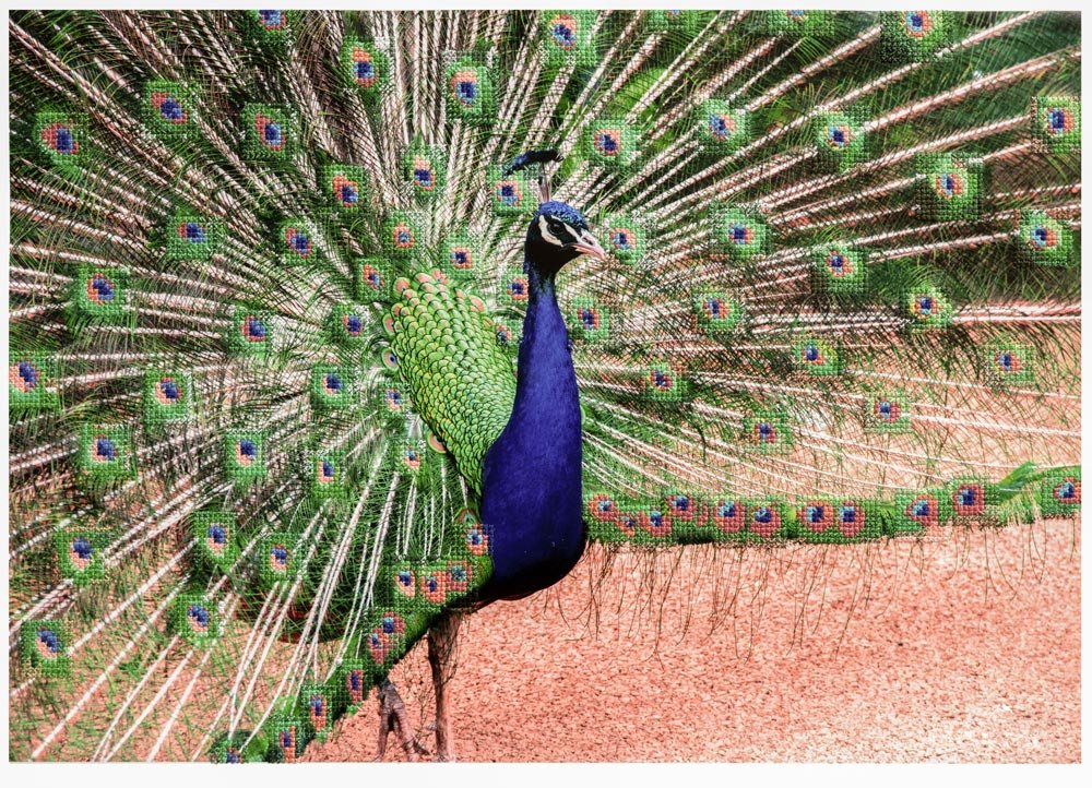 Liz Jeary: Photographic Artist