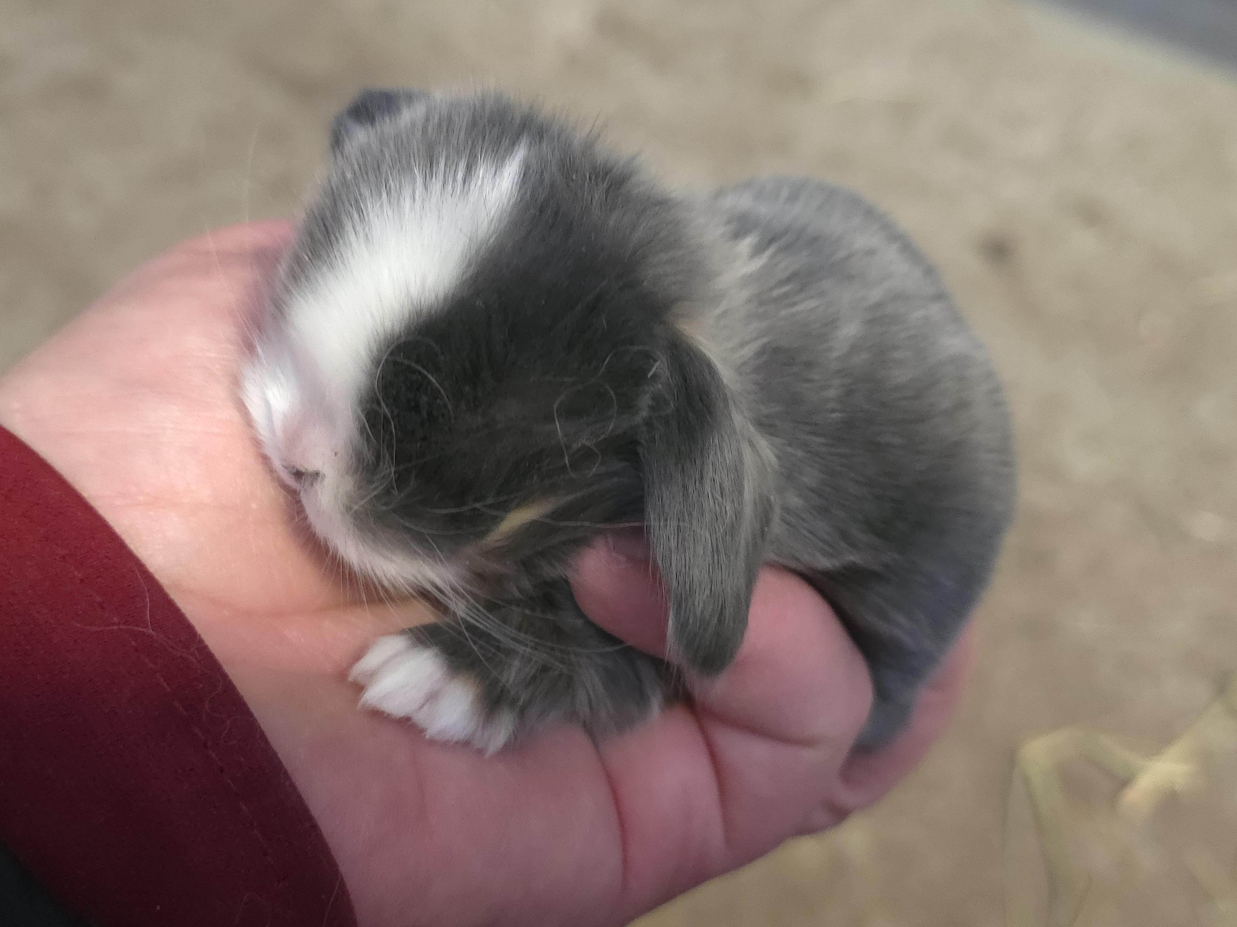 Softice og Diesel | min-glade-kanin.dk