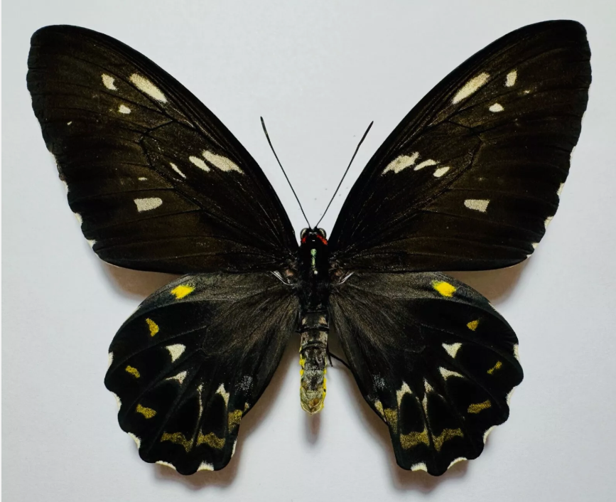 O.PRIAMUS | ornithoptera.org