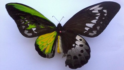 HYBRIDS | ornithoptera.org