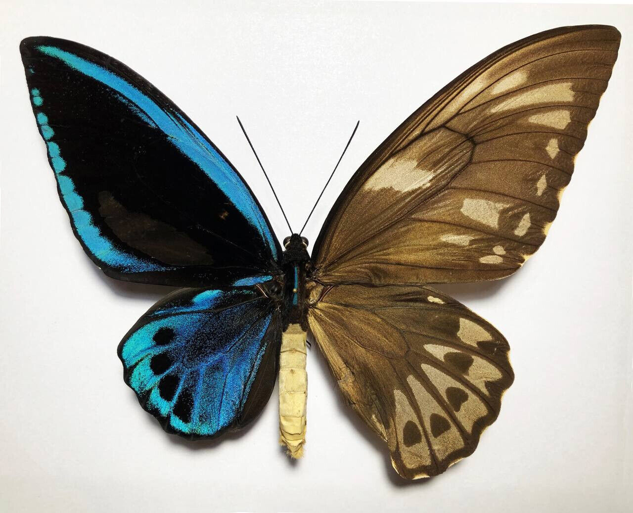 HYBRIDS | ornithoptera.org