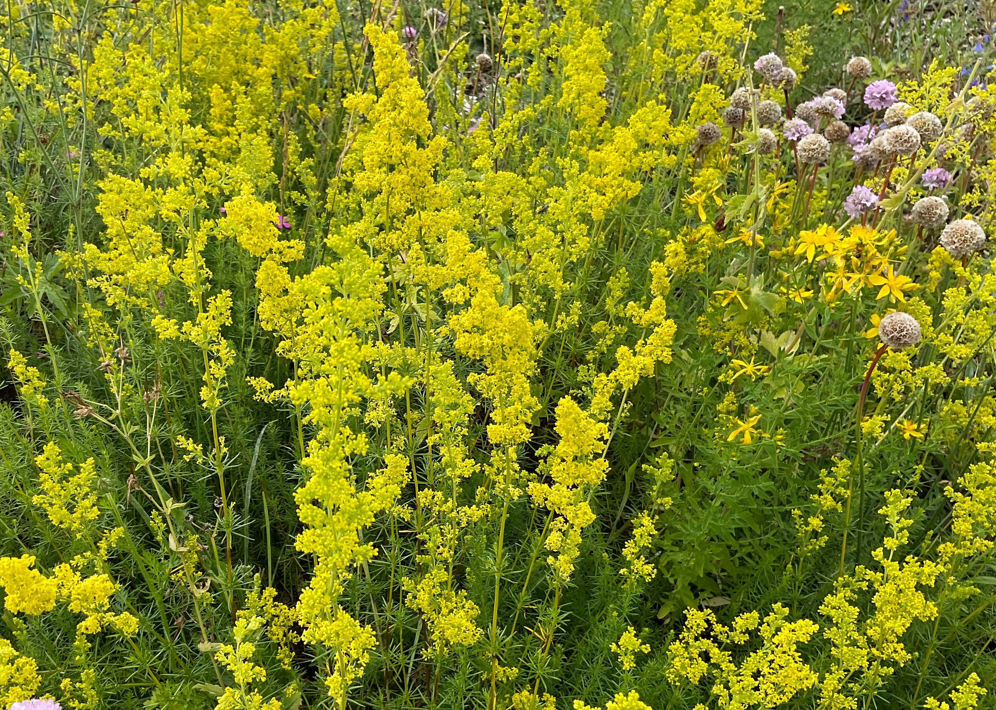 Geel walstro - Galium verum | Planten van hier, inheems, hotspots ...
