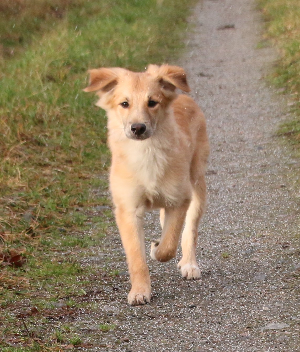 Grynet "Berger des pyrènèes" | solarwes.se