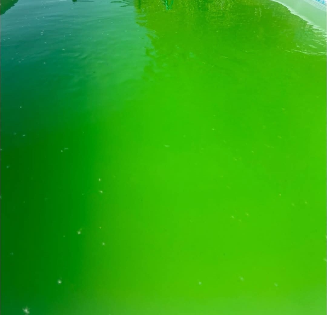 Algen uit zwembad verwijderen - Tips & tricks | Zwembadbouwers